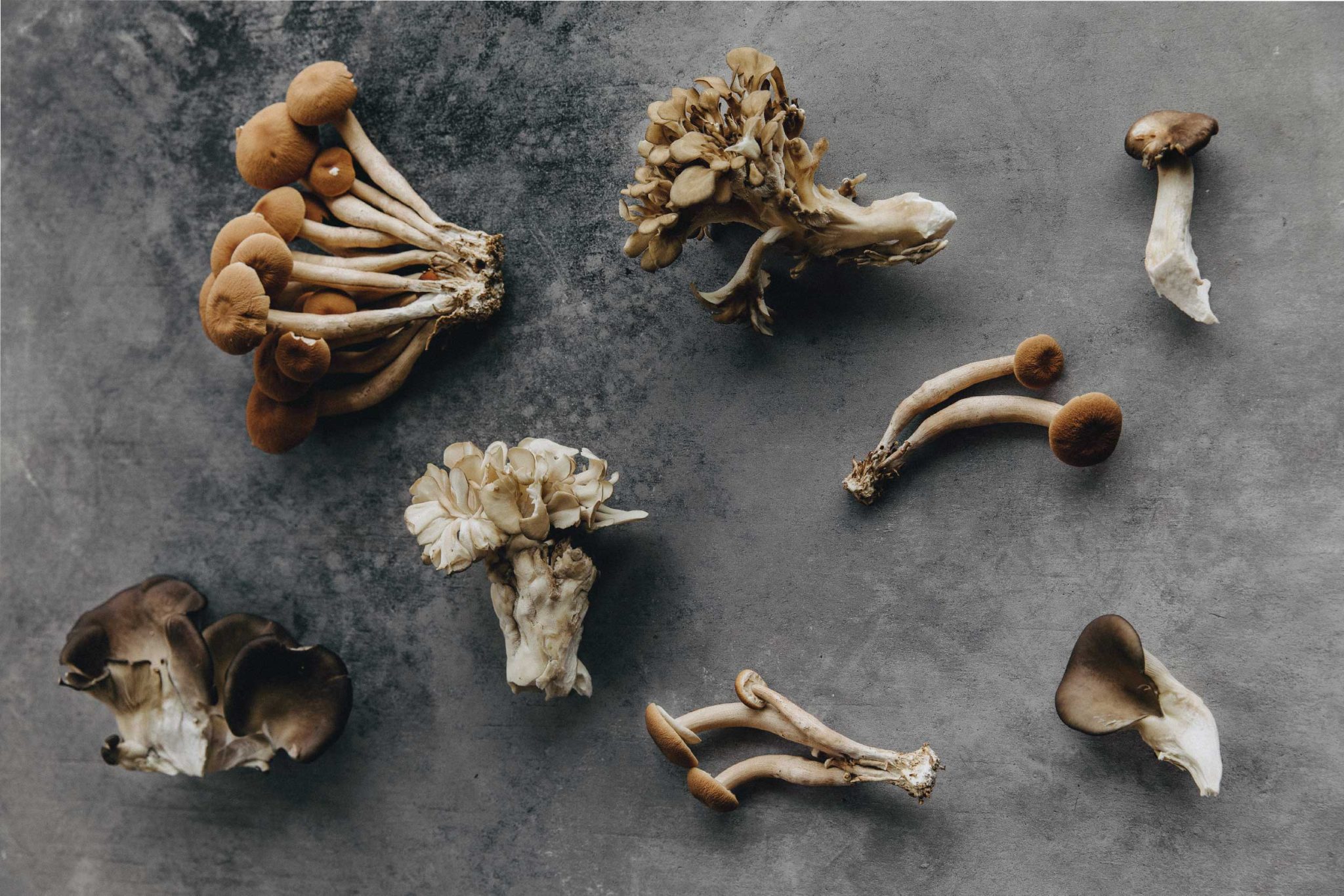 Le champignon hallucinogène : Aux fondements de l'humanité - Strøm spa ...